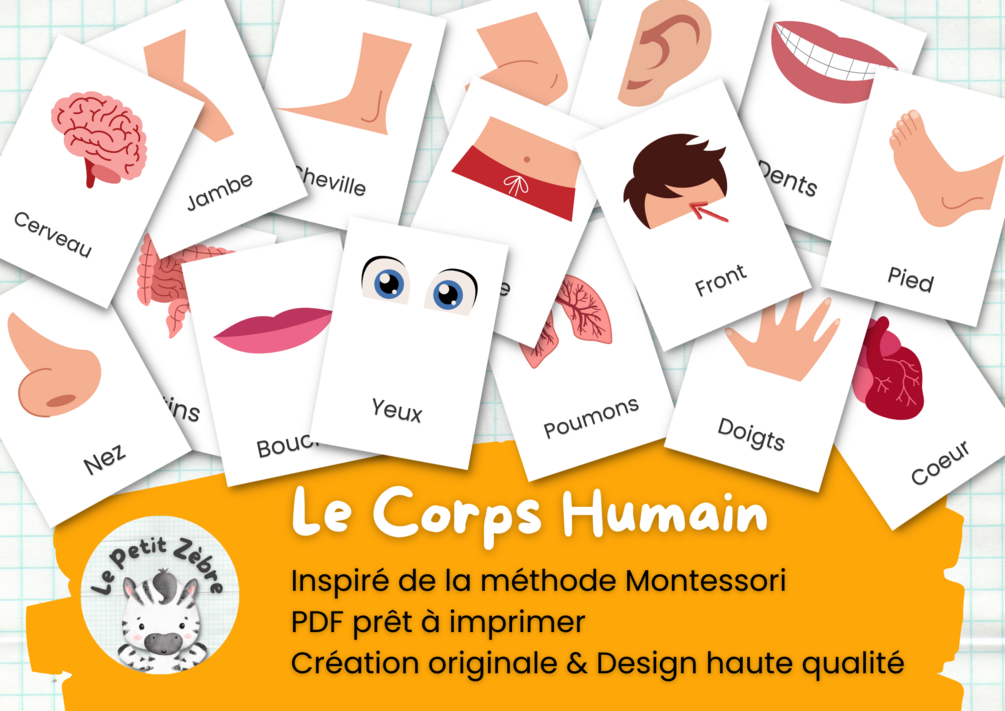 32 CARTES EDUCATIVES LE CORPS HUMAIN