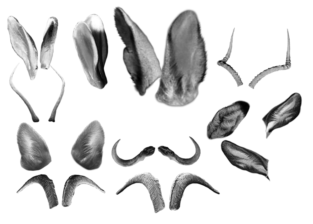 Animal Horns+Ears Photoshop Brushes