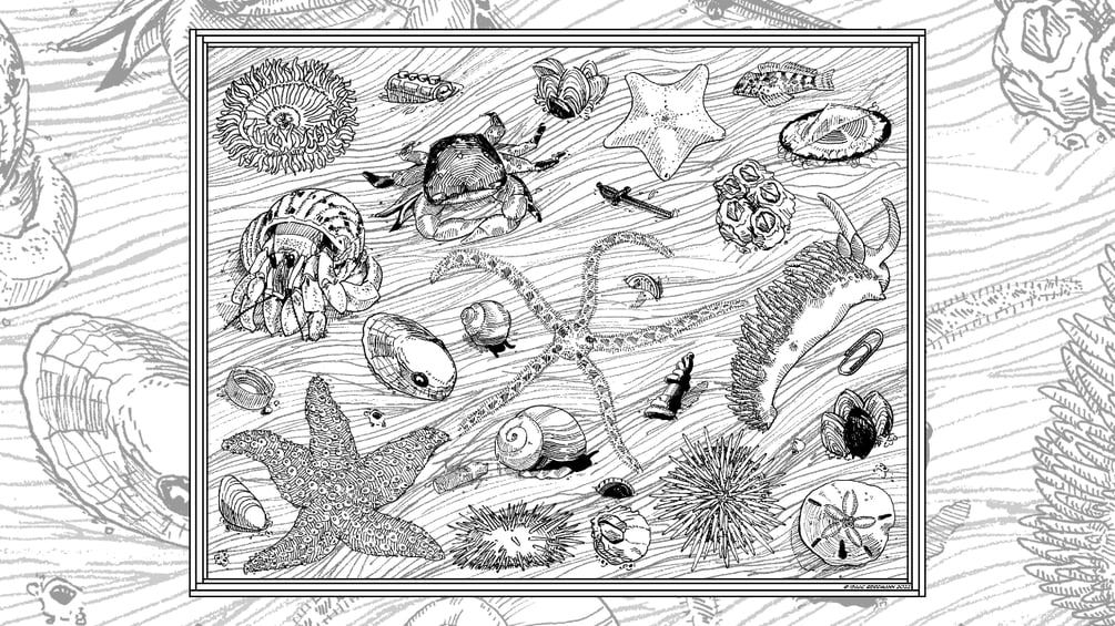 Coloring Page - Tide Pool