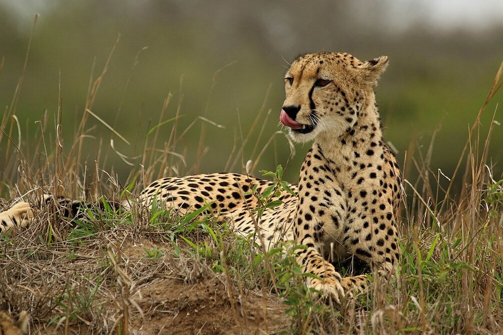 Cheetah Conservation