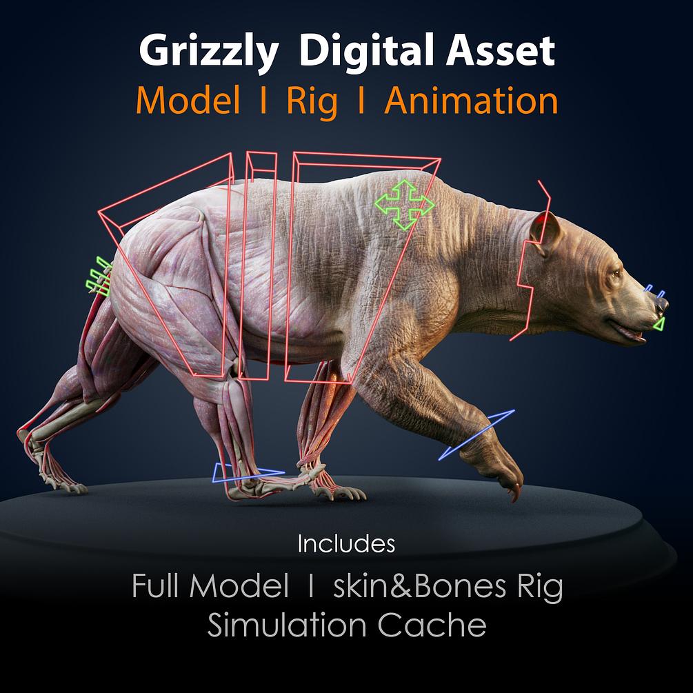 Grizzly Asset I Anatomy Model - Rig - Simulation Cache