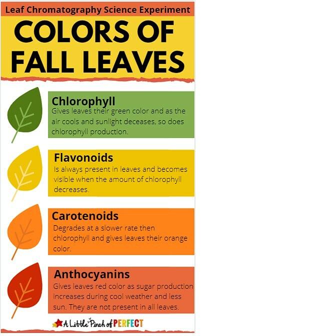 Colors Of Fall Leaves Chromatography Experiment