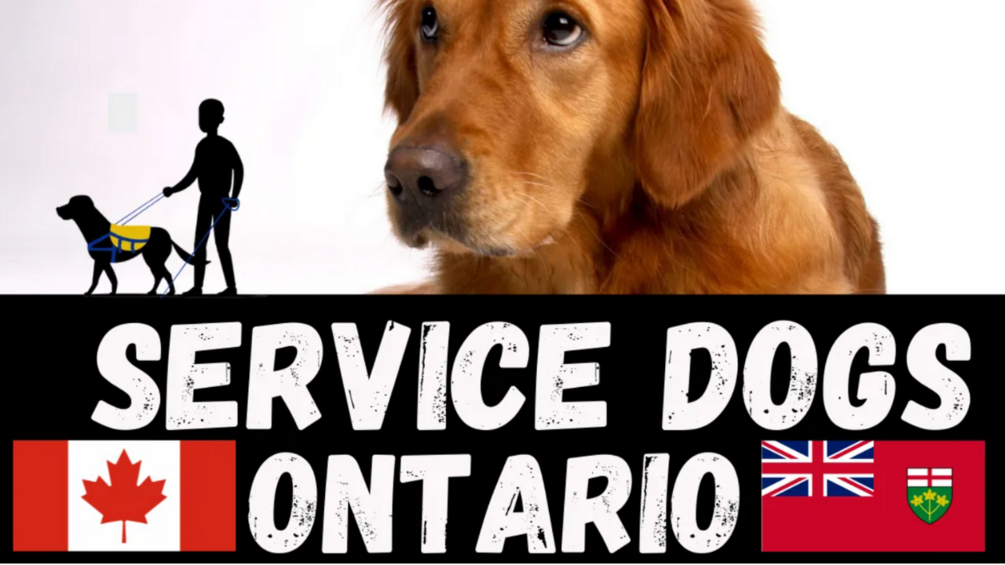 Service Dog Laws Info Ontario