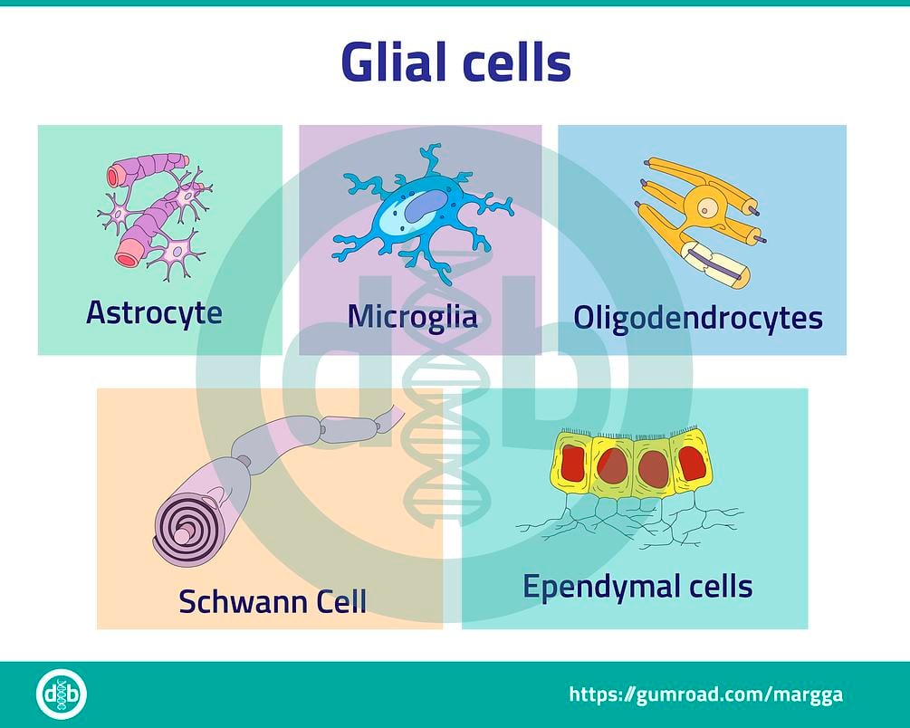 Biology. Drawing of glial cells / Biología. células gliales