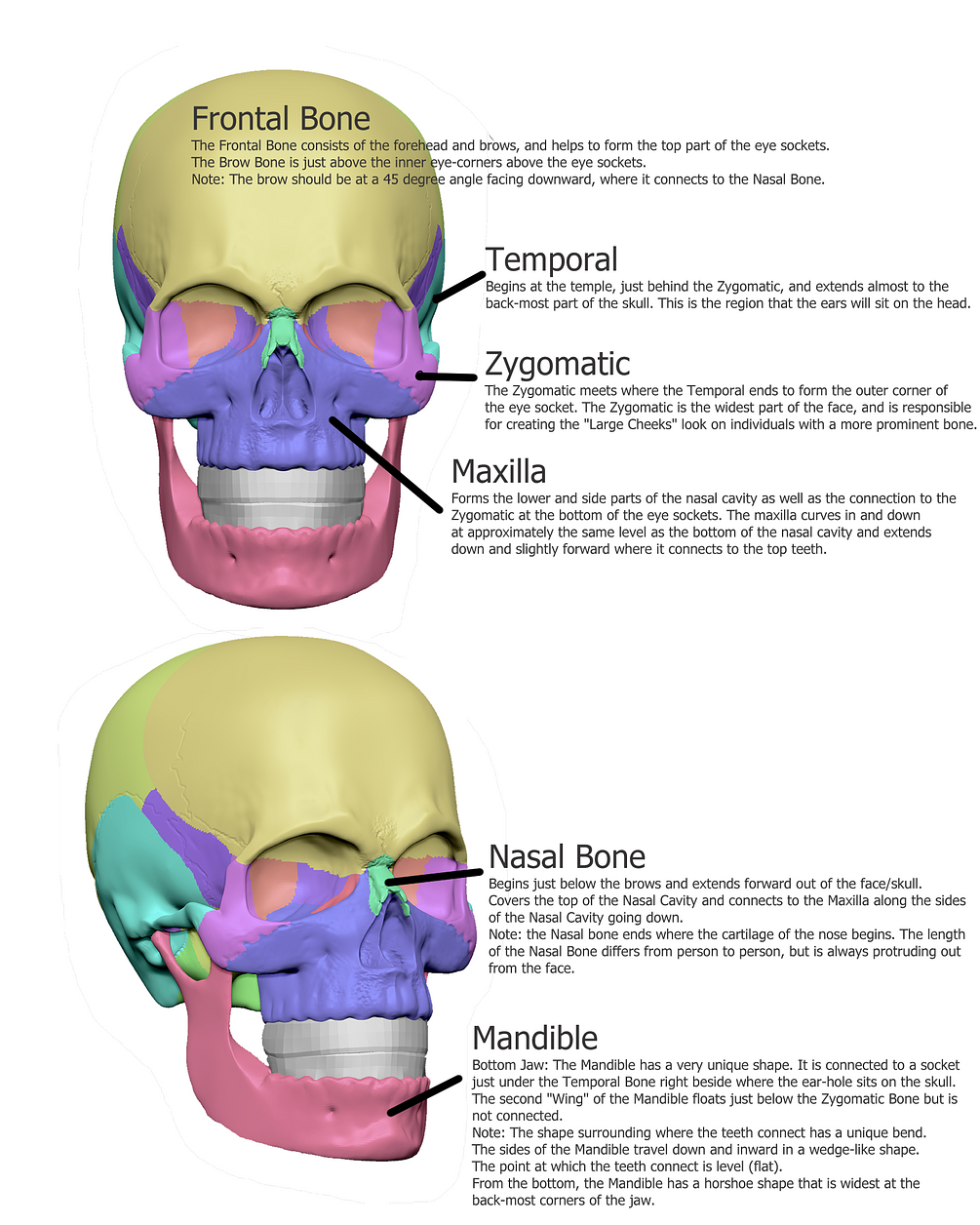 Skull Reference Sheet - Gatz 3D
