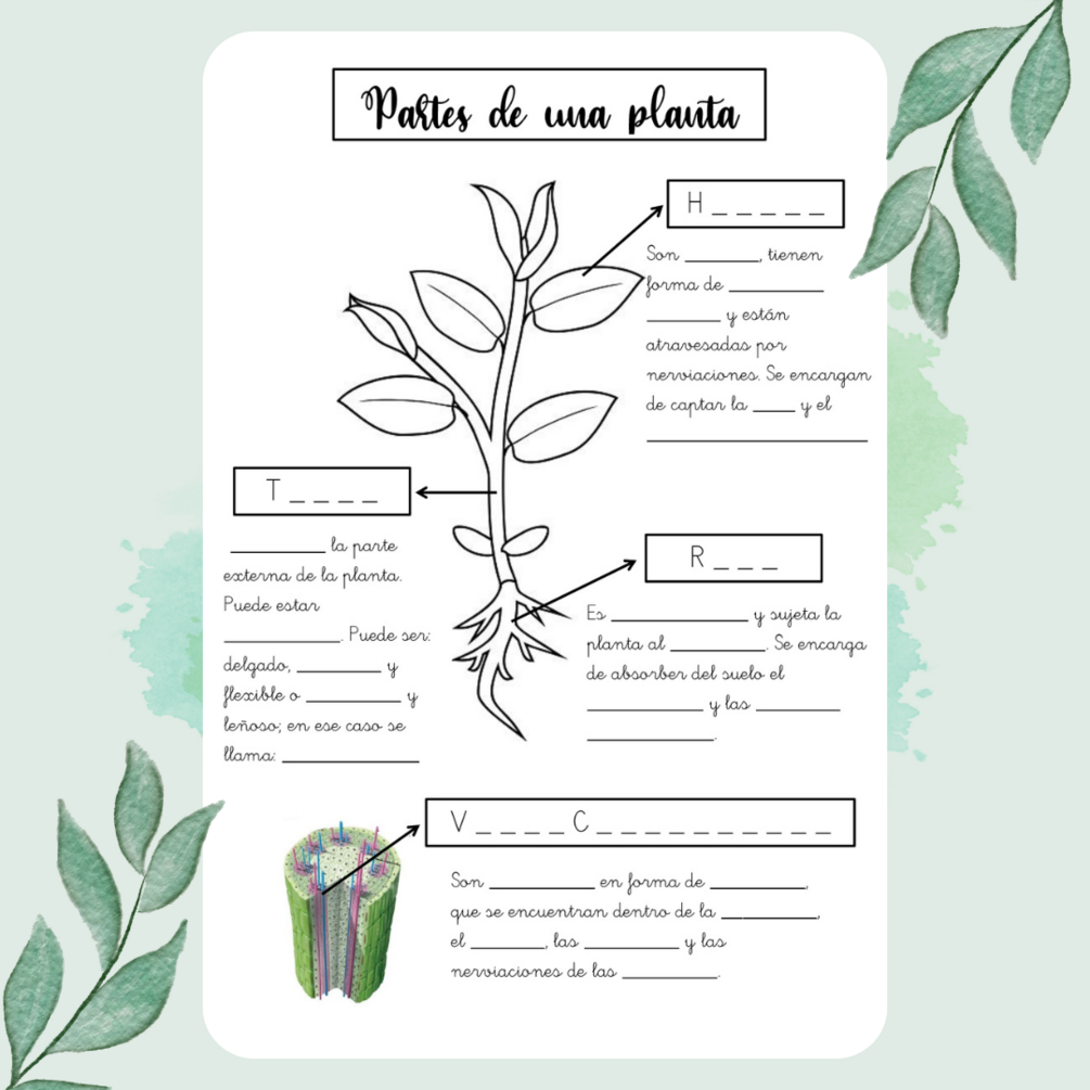 Partes de una planta