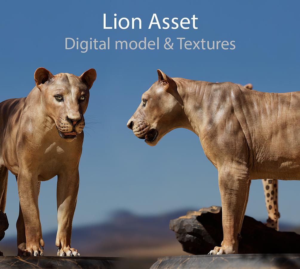 Lion Asset - Digital Model and Textures
