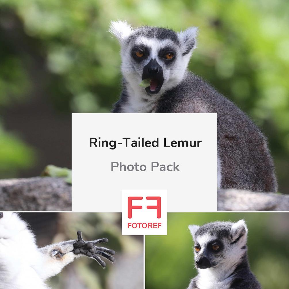 211 photos of Ring-Tailed Lemur