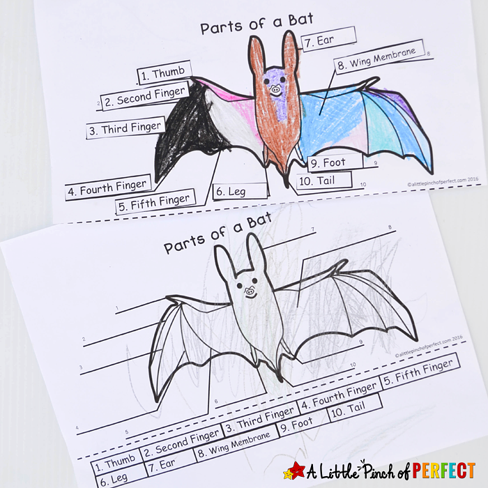 Learning about Bats: Explore, Color, and Label Kids Activity