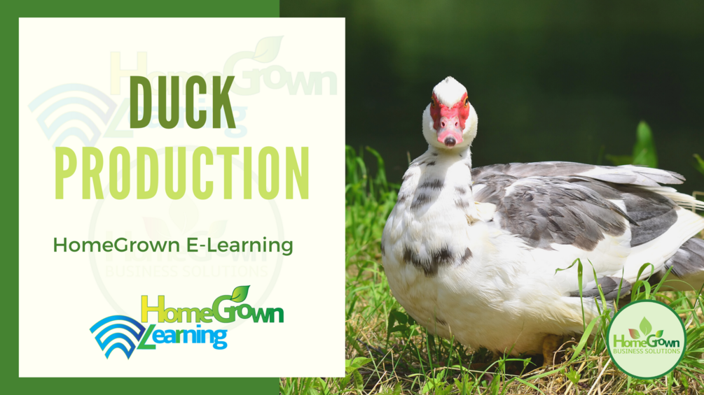 Duck Production