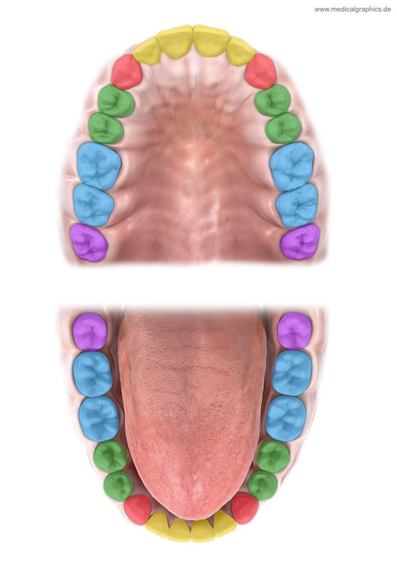 Illustration Zahntypen Ober- und Unterkiefer / Types of teeth upper and ...