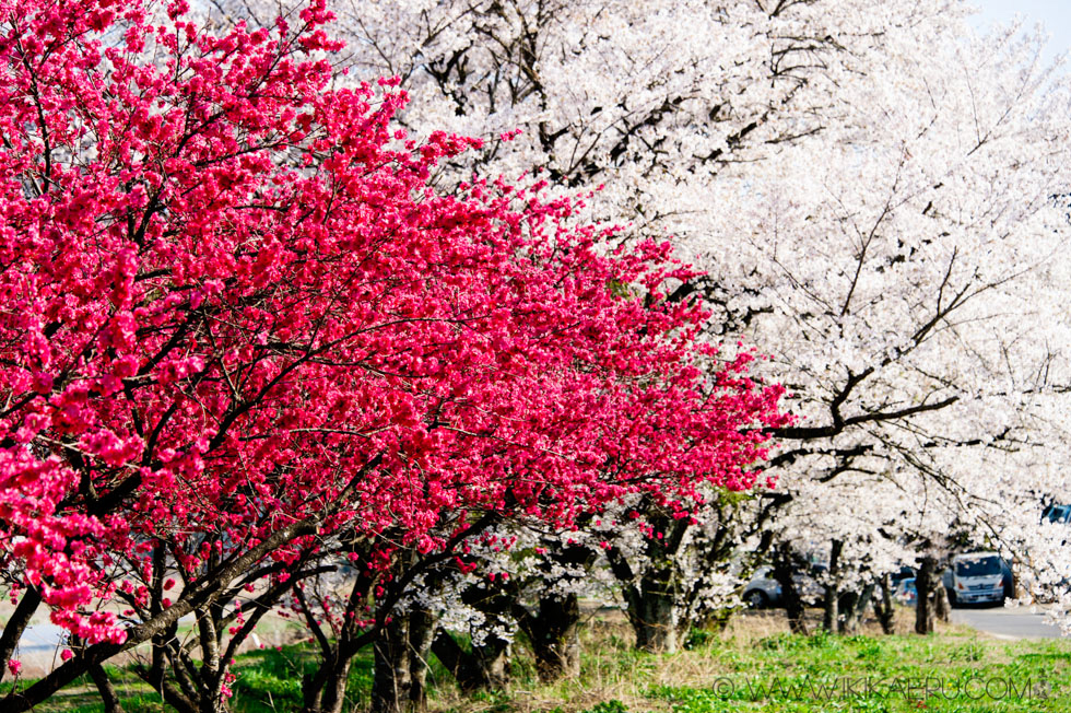 Pink and White Sakura