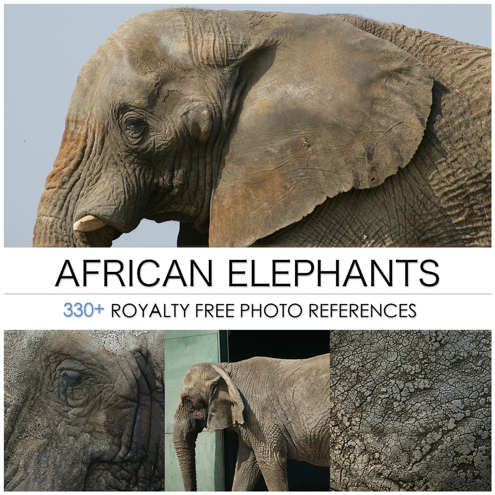 African Elephants Photo Reference