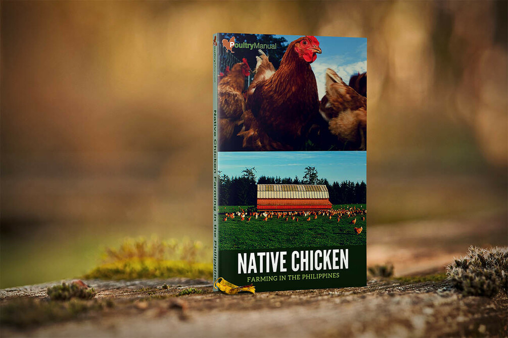 Native Chicken Farming in the Philippines