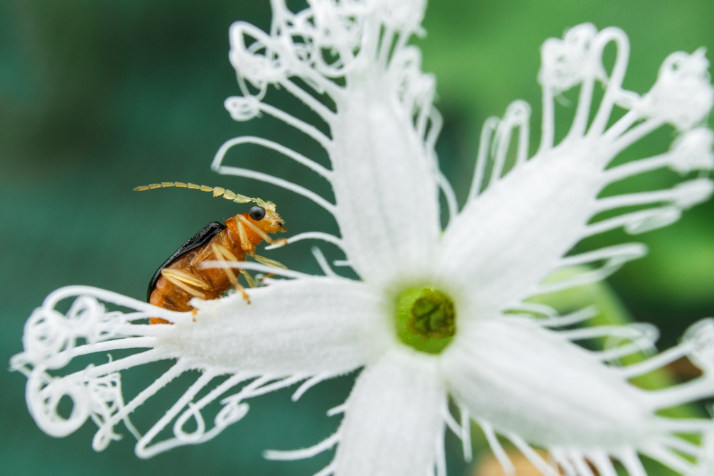 Macro Insects with beautiful flower