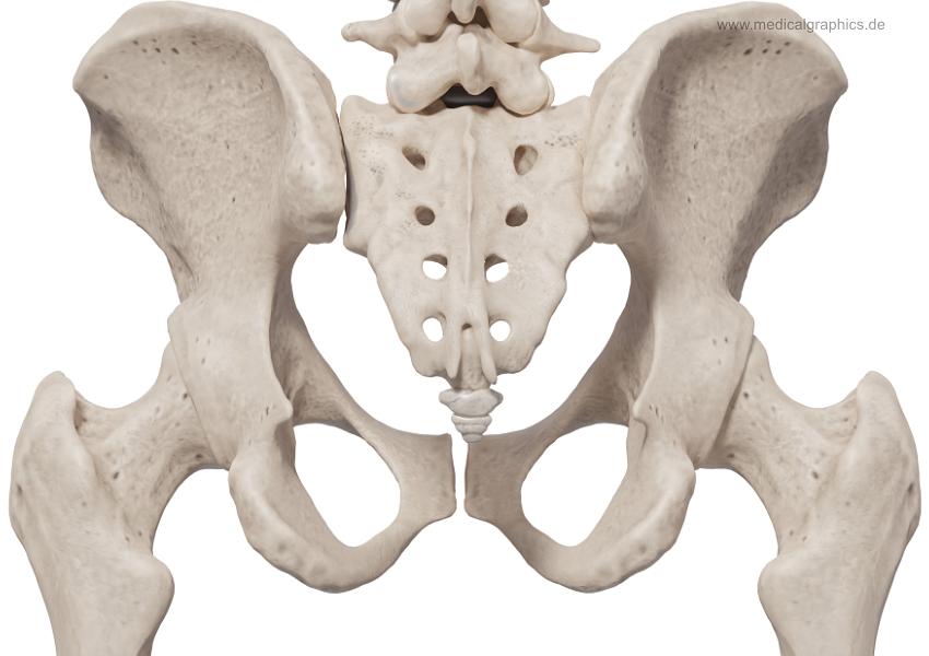 Pelvis - back / Becken - hinten