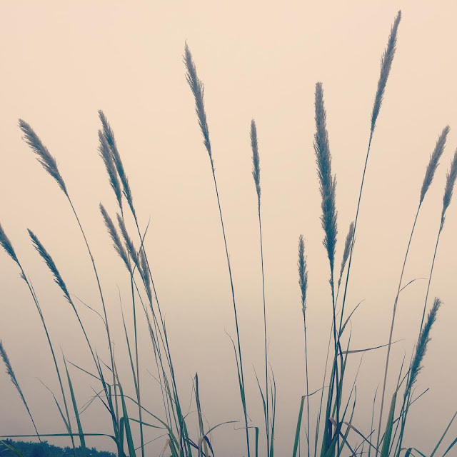 a photo of reed flowers