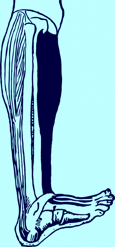 Guia sobre los musculos de la pierna - plantar delgado