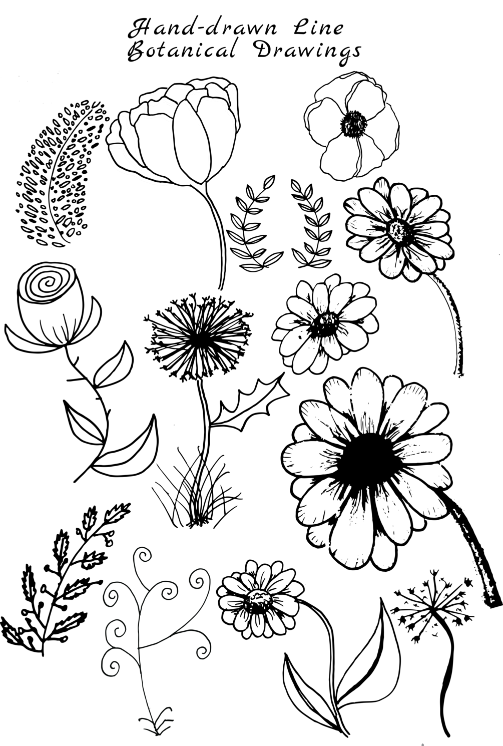 Hand-drawn Line Botanical Art
