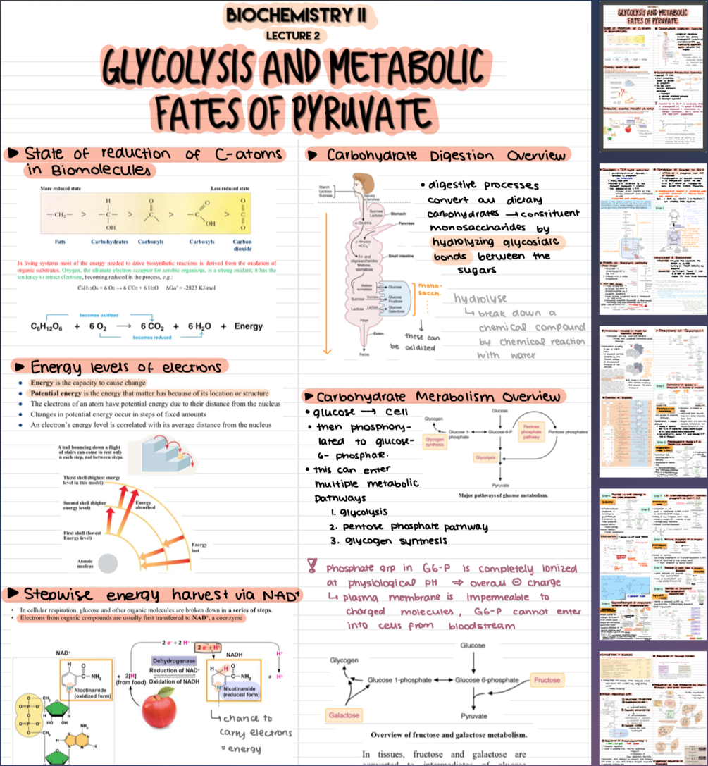 All About Glycolysis - Biochemistry