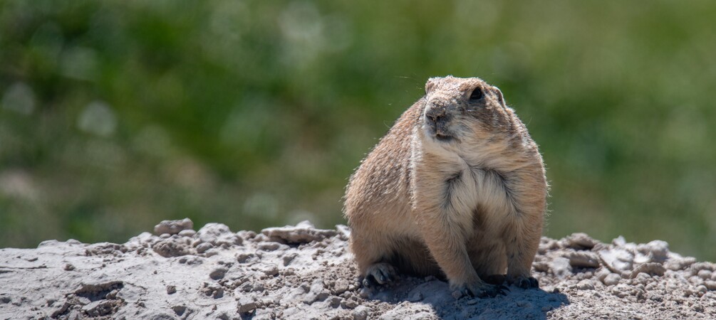 Photo Reference Pack for Artists - PRAIRIE DOGS