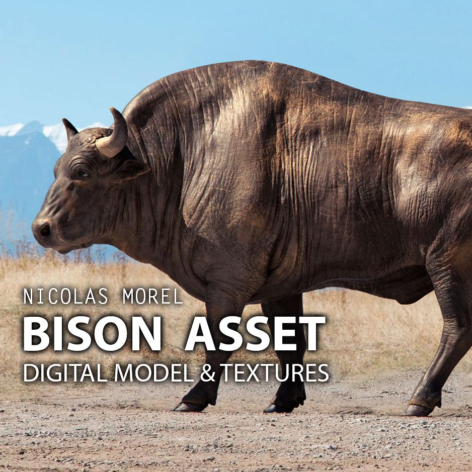 Bison Asset - Digital Model & Textures
