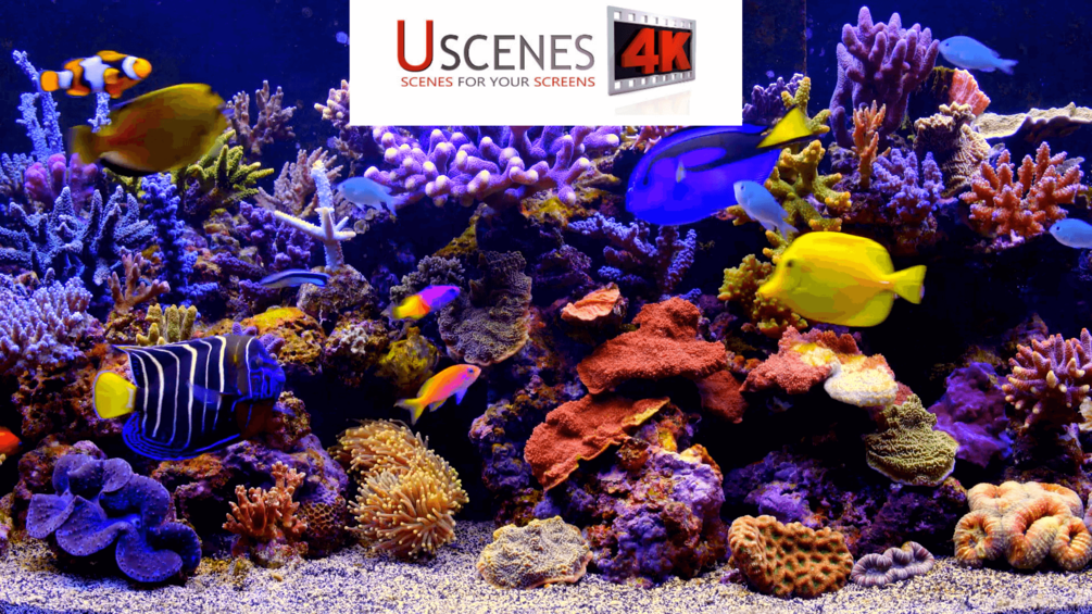 Uscenes Full Collection of MP4 TV Screensavers