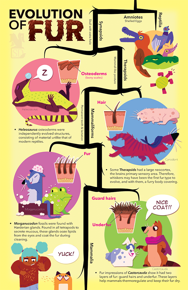 Evolution of Fur Poster