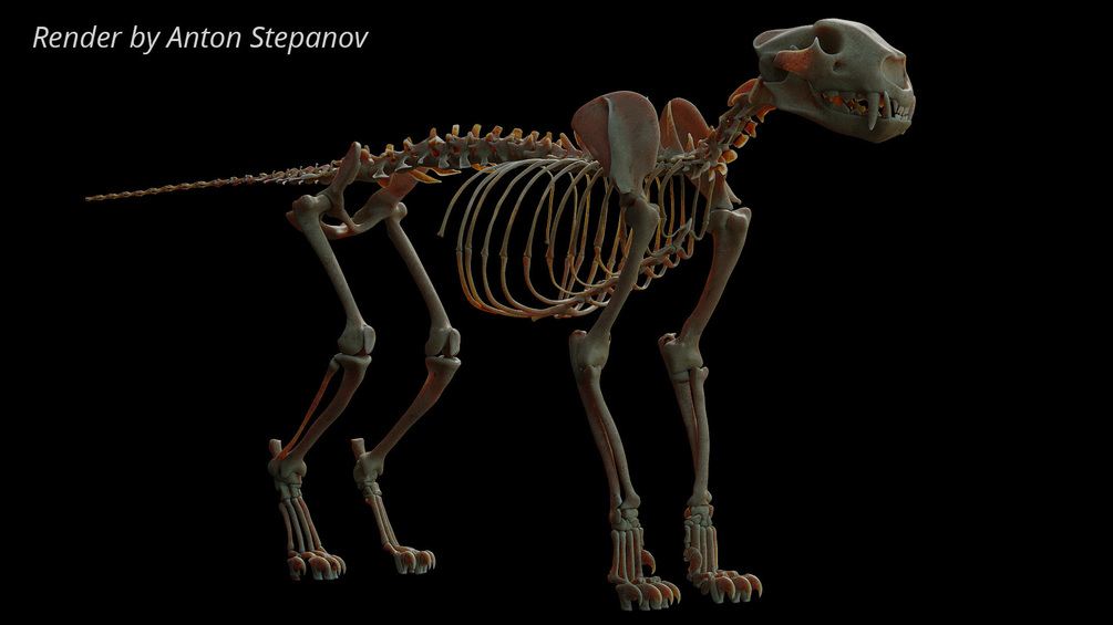 Free Leopard skeleton and references pictures
