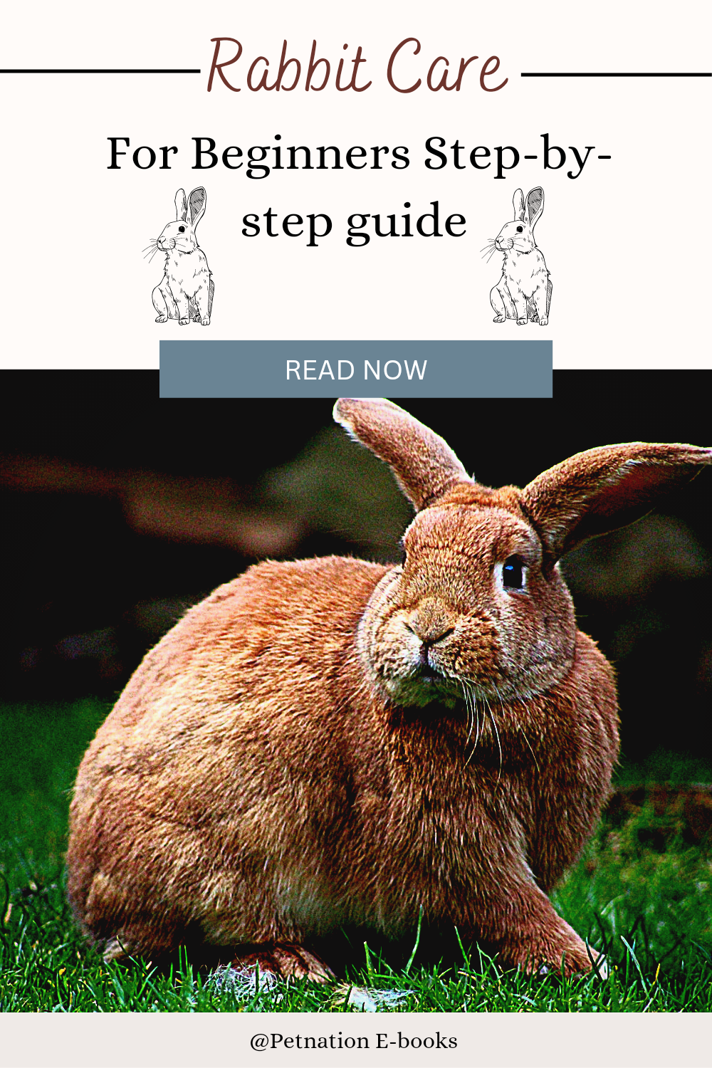 Rabbit care for beginners