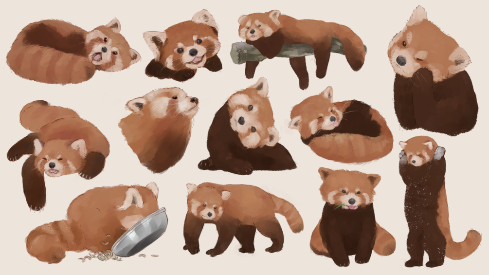 Red Panda Wallpaper