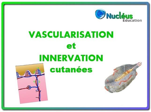 9- La vascularisation et l'innervation cutanées