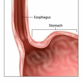 Anatomy,Physiology And pathology of oesophagus
