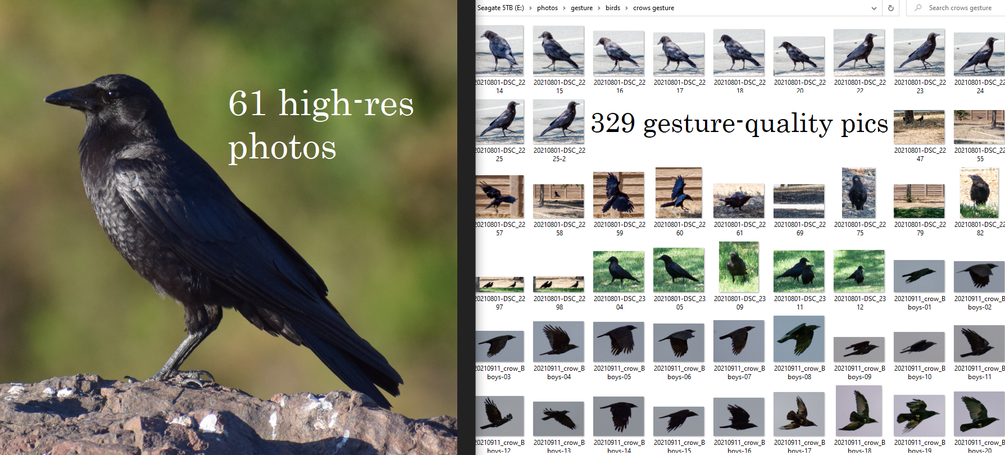 Crow reference photo pack