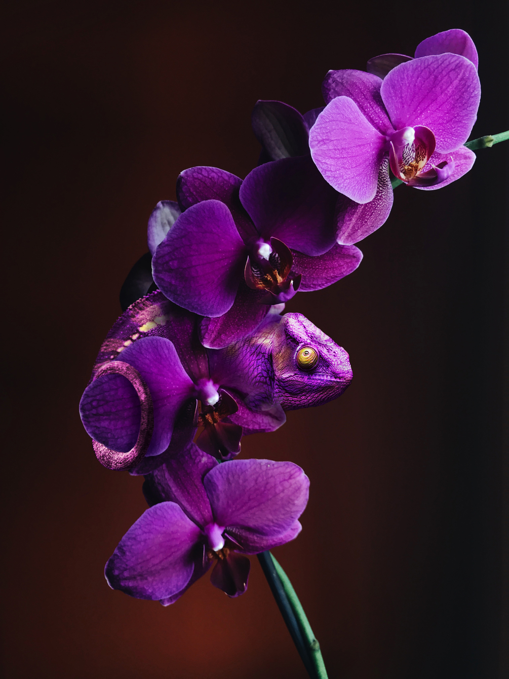 Chameleon Orchid