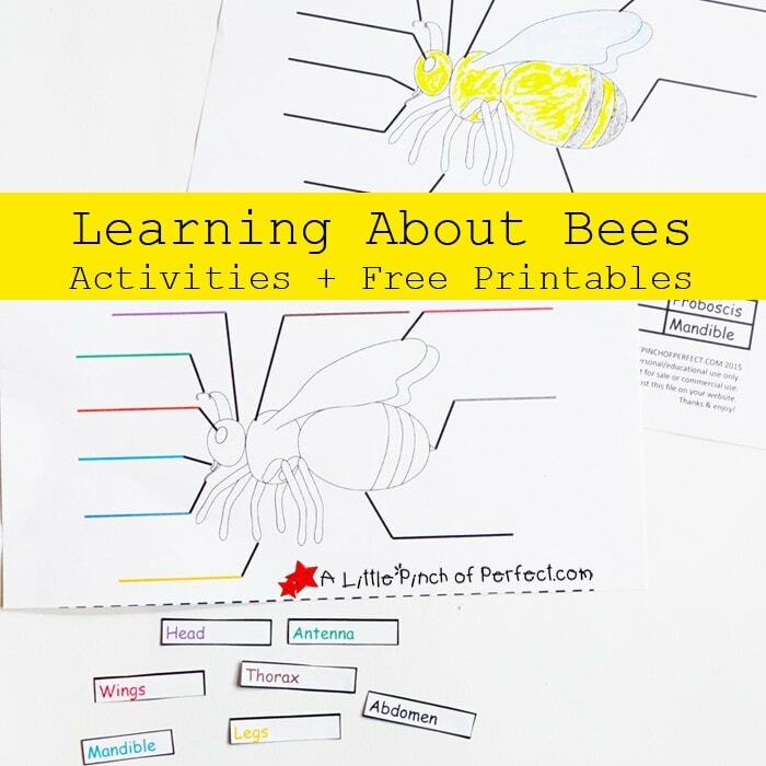 Learning About Bees Activities and Free Printable
