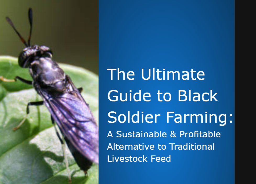 The Ultimate Guide to Black Soldier Fly Farming