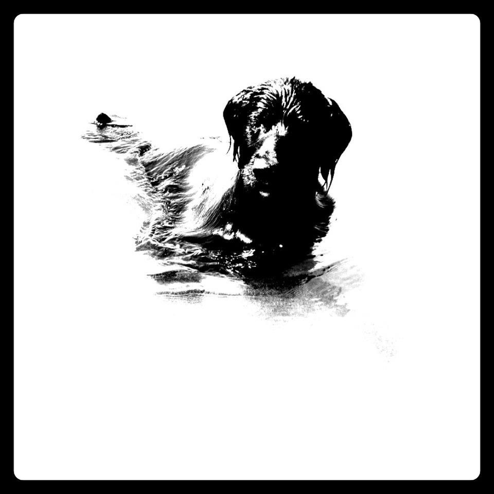 water-puppy
