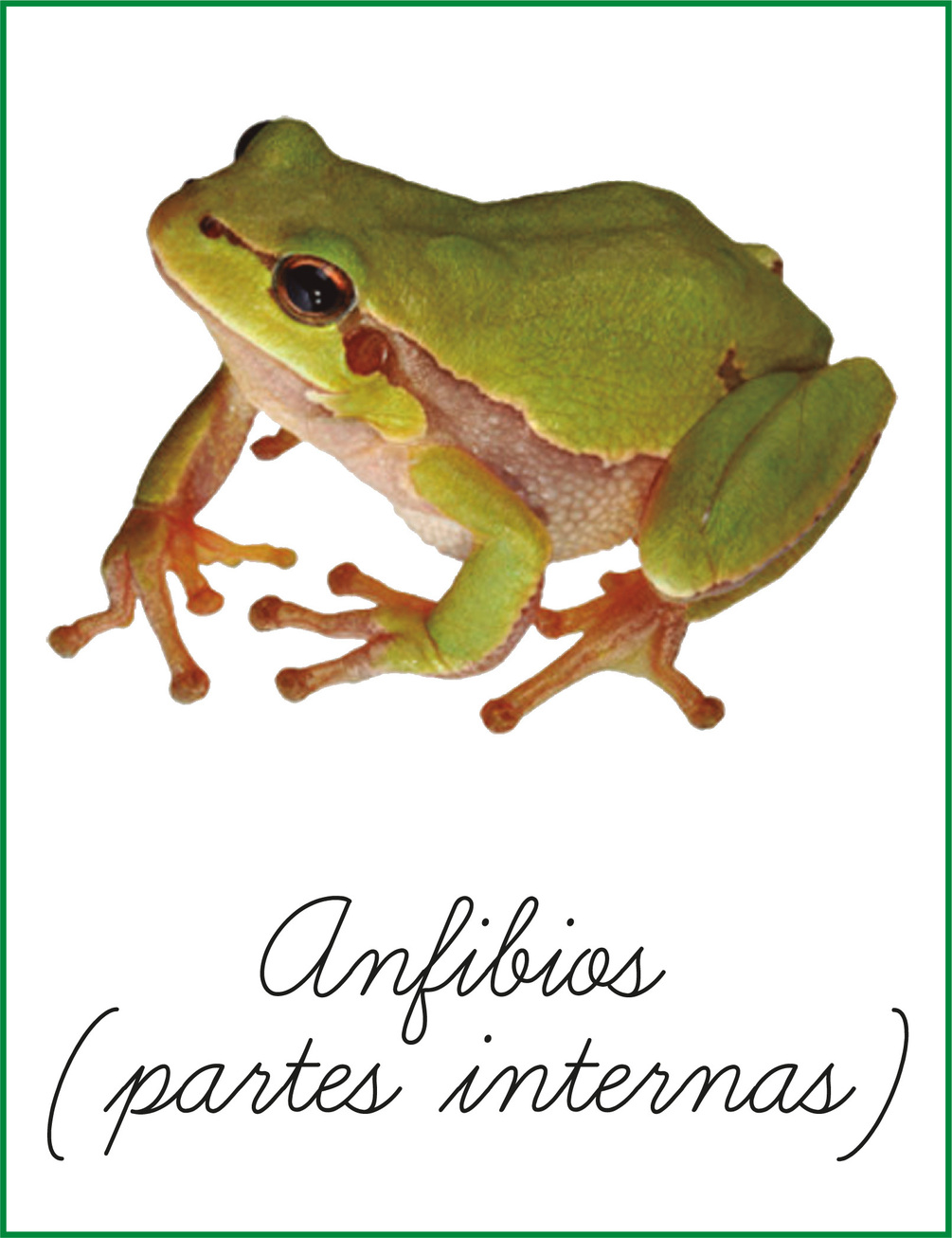 Partes internas de los anfibios