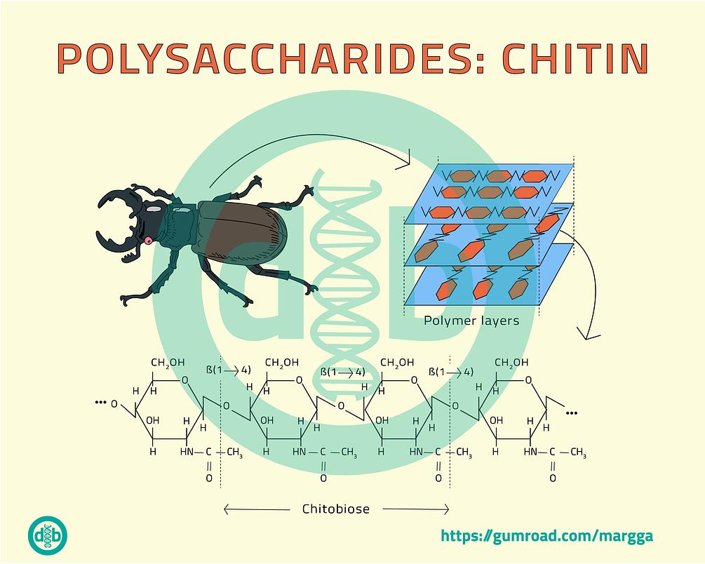 Biology. Drawing of polysaccharides / Biología. Polisacáridos: quitina