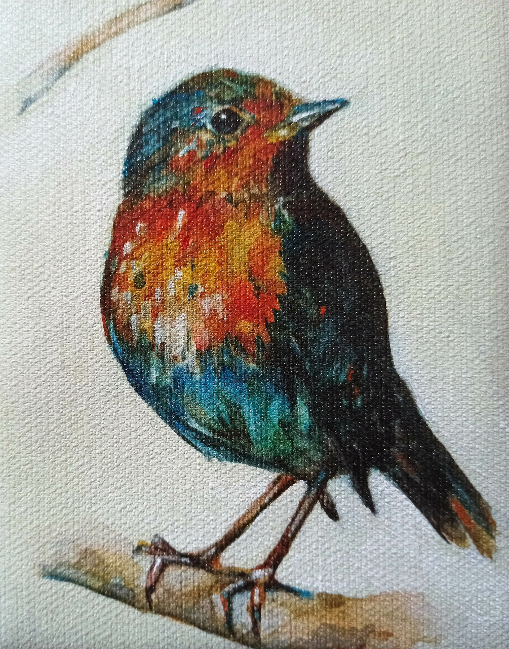 Robin bird