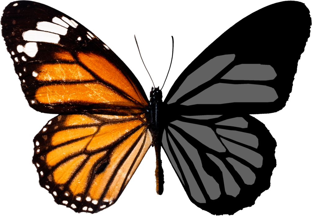 Butterfly Tutorial - Texture Maps