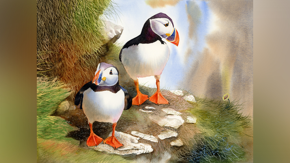 Puffins