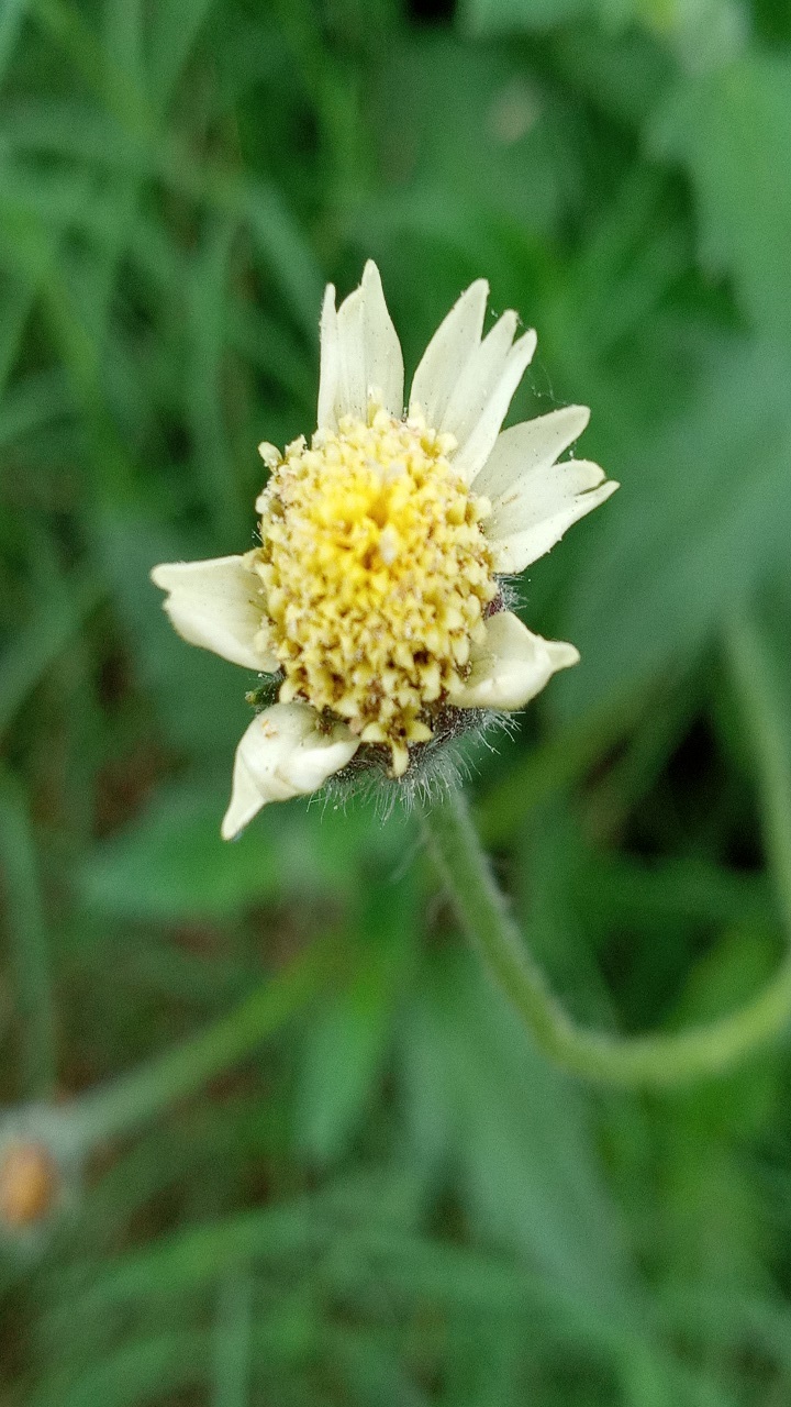 Tridax procumbens plant Image