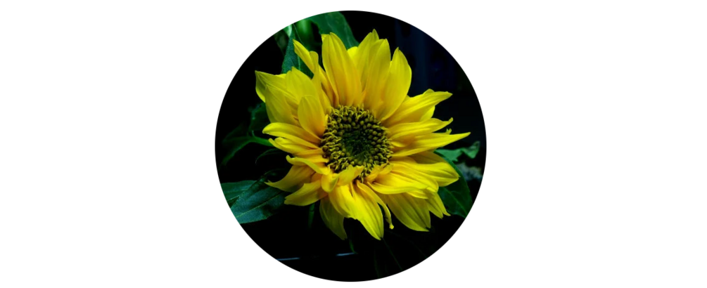 Time Lapse of Sunflower from Seed to Flower [Stock Video Download]