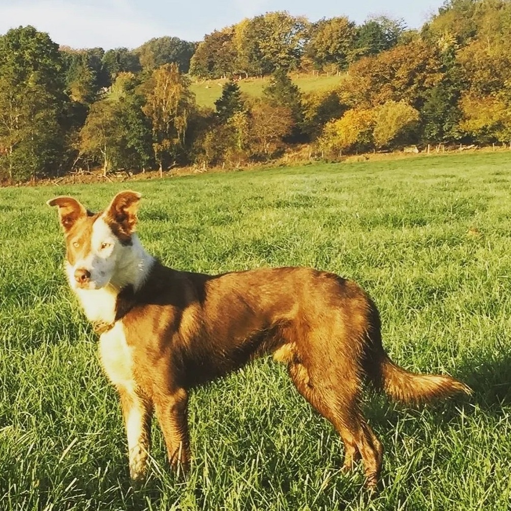 Training a working dog
