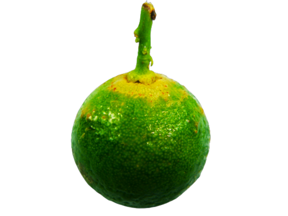 Calamansi PNG Photo Image