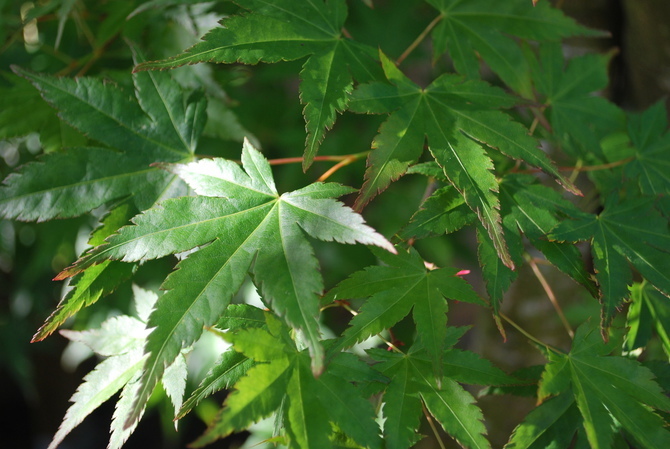 Emerald Green Maple Leaf cluster close up