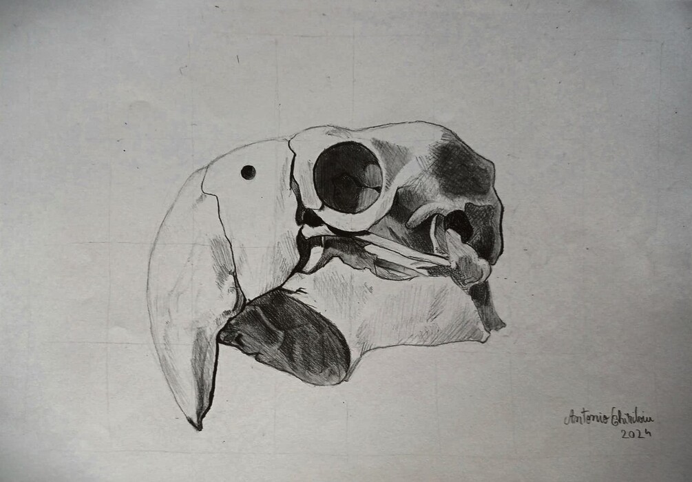 Realistic Parrot Skull Drawing