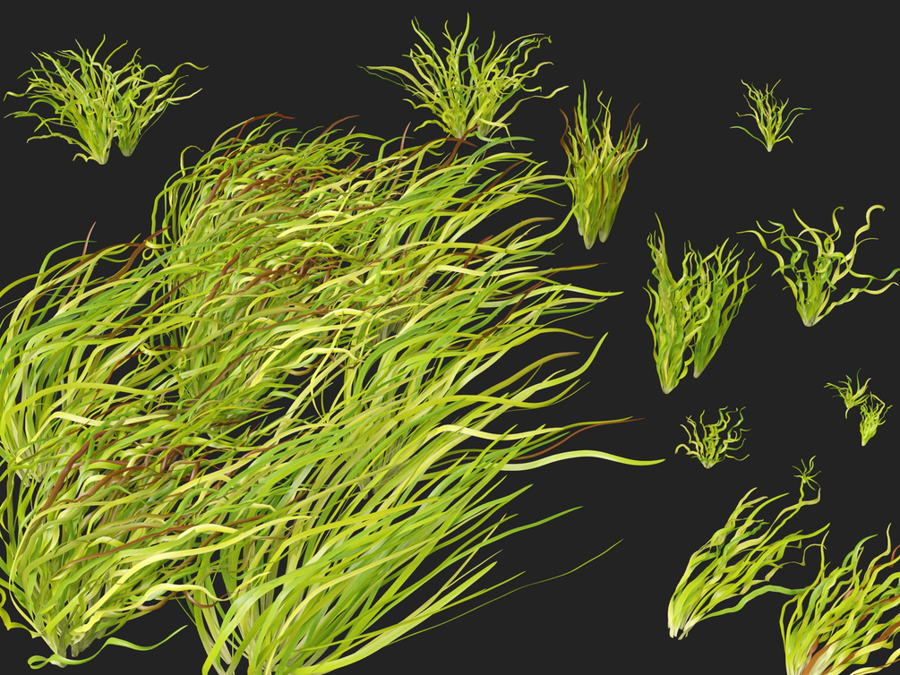 (HighPoly+Low Poly) Vallisneria americana – eelgrass 3D Model